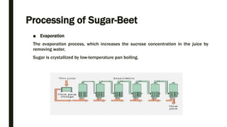 Sugar-Beet processing | PPTX