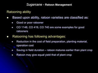 Sugarane ratoon.ppt kkkkkkjjjjhghhuihgvhhhhhj | PPT