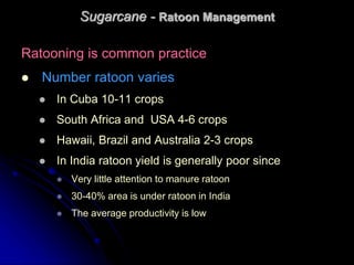 Sugarane ratoon.ppt kkkkkkjjjjhghhuihgvhhhhhj | PPT