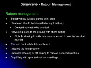 Sugarane ratoon.ppt kkkkkkjjjjhghhuihgvhhhhhj | PPT