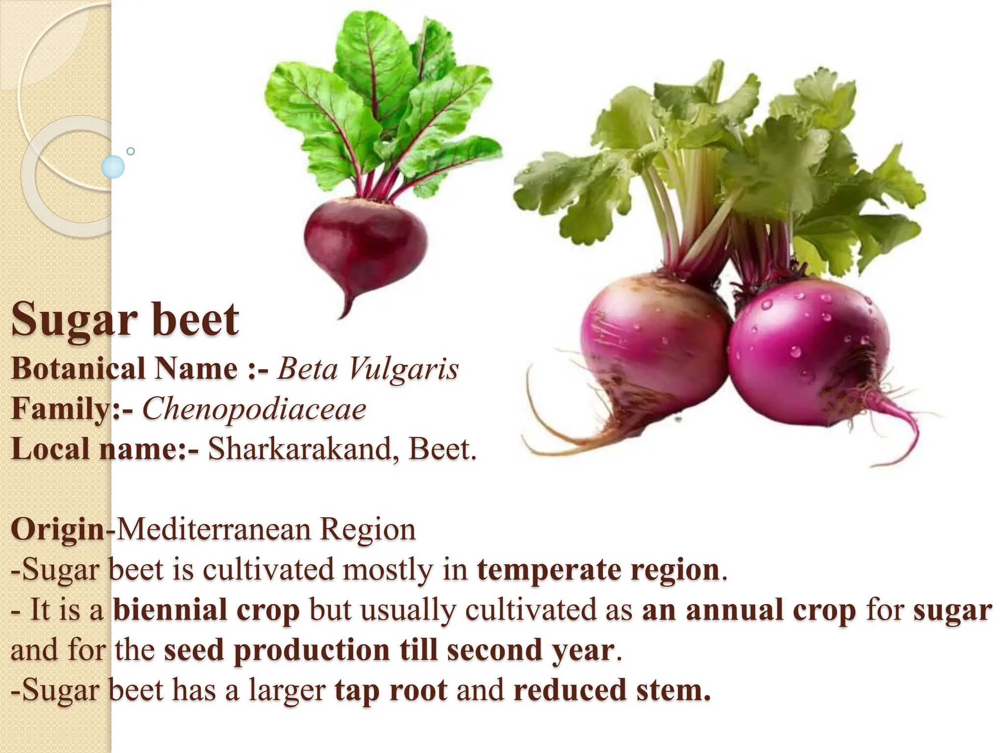 Sugar beet.pptx details cultivation practices of sugarbeet | PPTX