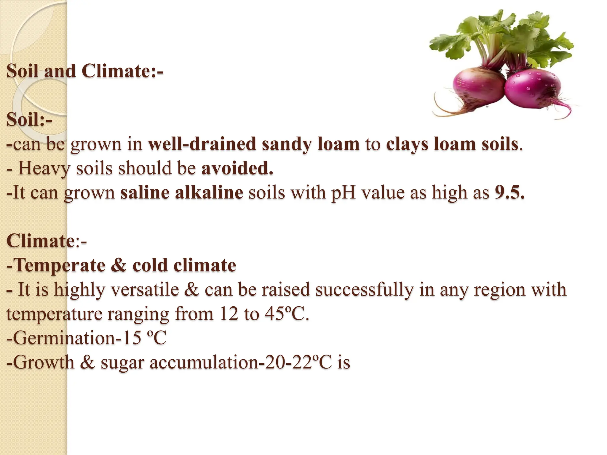 Sugar beet.pptx details cultivation practices of sugarbeet | PPTX