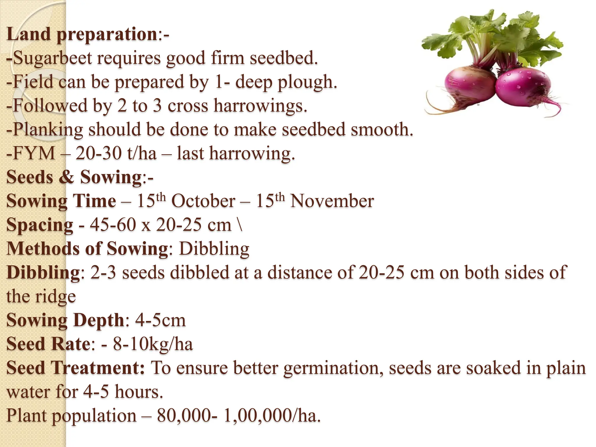 Sugar beet.pptx details cultivation practices of sugarbeet | PPTX