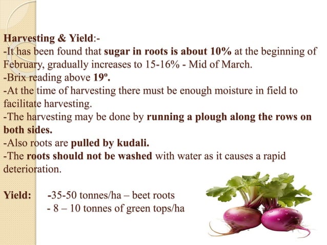 Sugar beet.pptx details cultivation practices of sugarbeet | PPTX