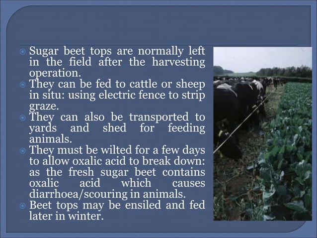 Sugar Beet cultivation practices .ppt