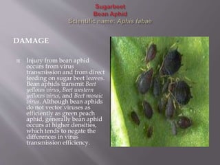 Sugar beet Insects A Lecture By Mr Allah Dad Khan | PPTX