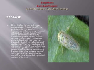 Sugar beet Insects A Lecture By Mr Allah Dad Khan | PPTX | Beekeeping ...