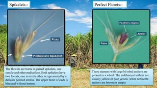Sugarcane-Bismoy Mohanty | PPTX