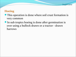 Sugarcane 1217605555082877-9 | PPT