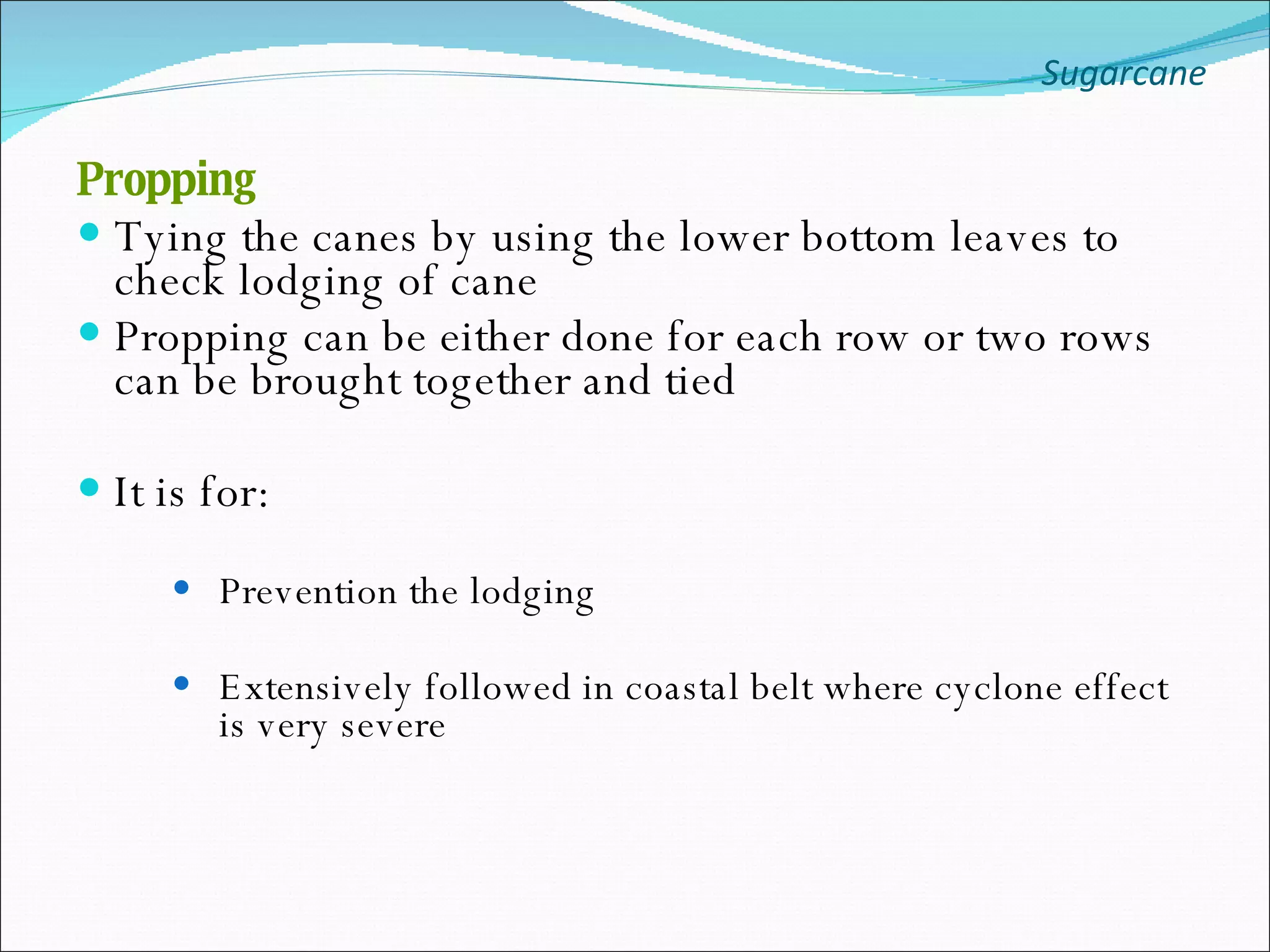 Sugarcane | PPT