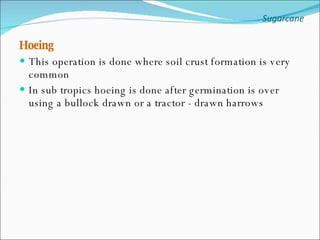 Sugarcane | PPT