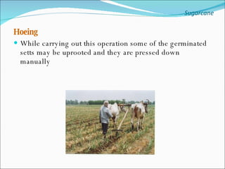 Sugarcane | PPT
