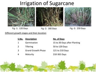 Sugar cane | PPT