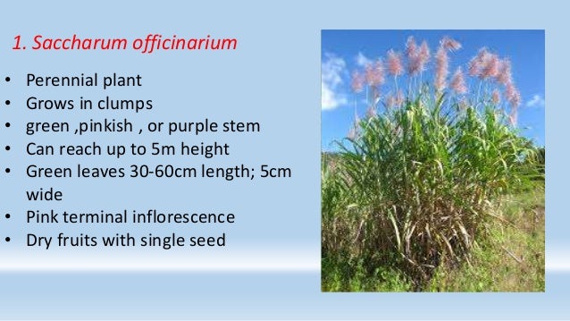 Species of Sugarcane