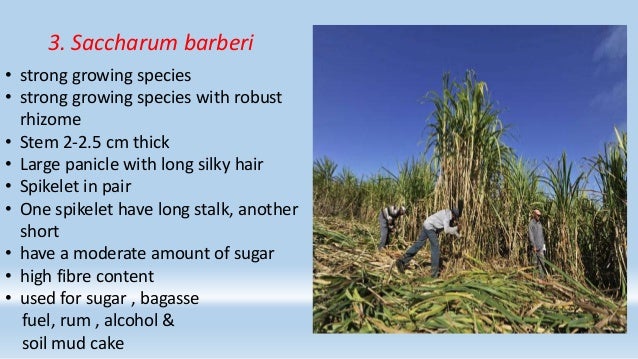 Species of Sugarcane