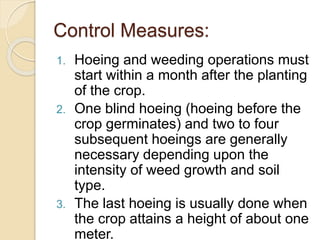 Sugarcane | PPT