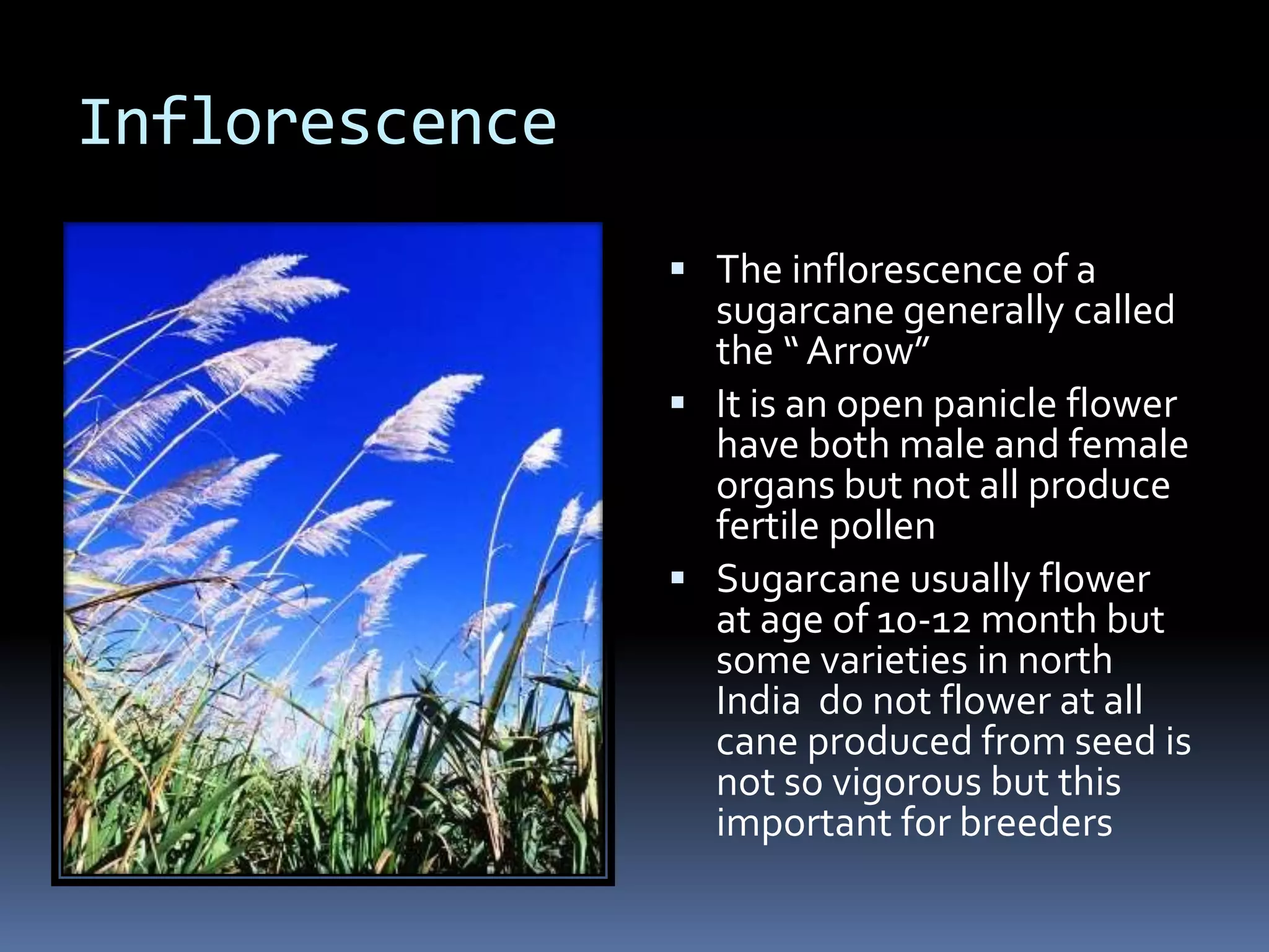Sugarcane ( Scientific cultivation of sugarcane crop) | PPTX