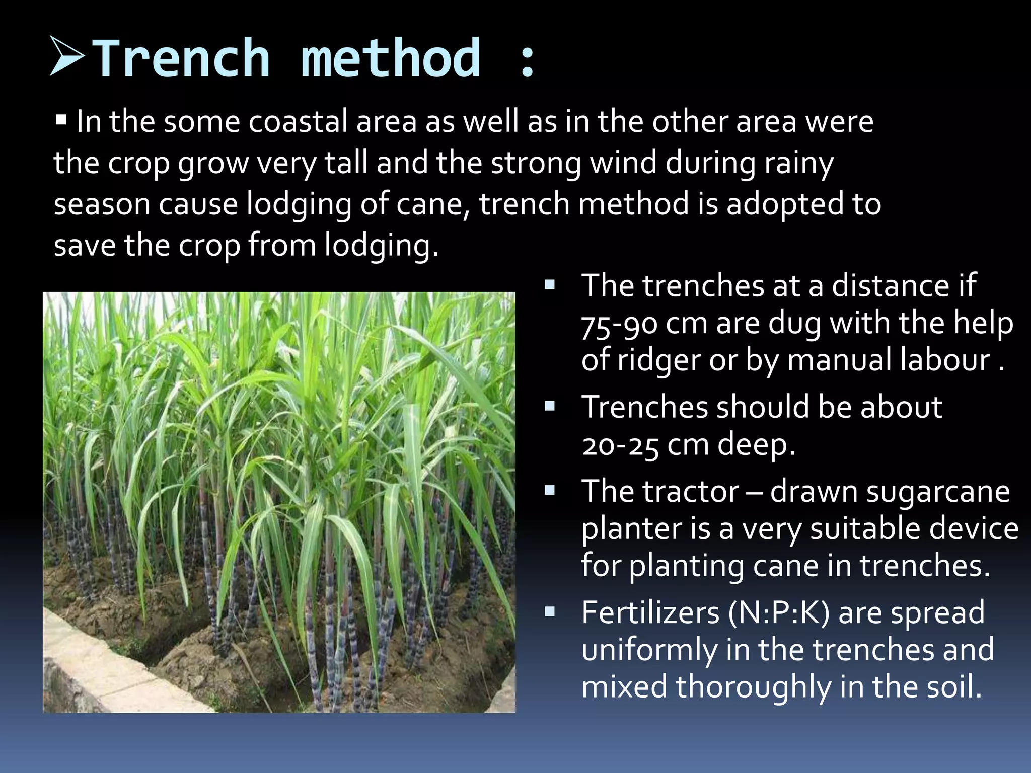 Sugarcane ( Scientific cultivation of sugarcane crop) | PPTX