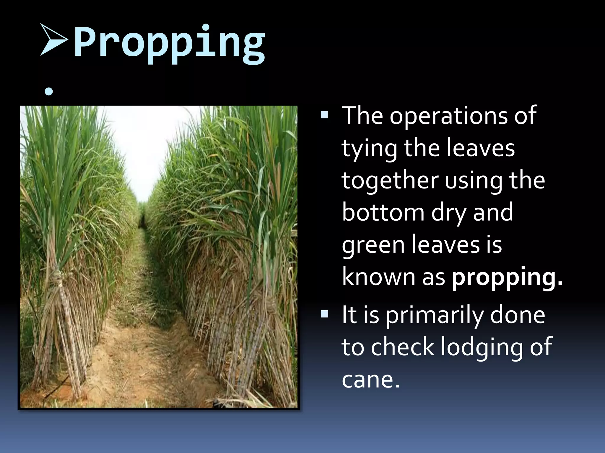 Sugarcane ( Scientific cultivation of sugarcane crop) | PPTX