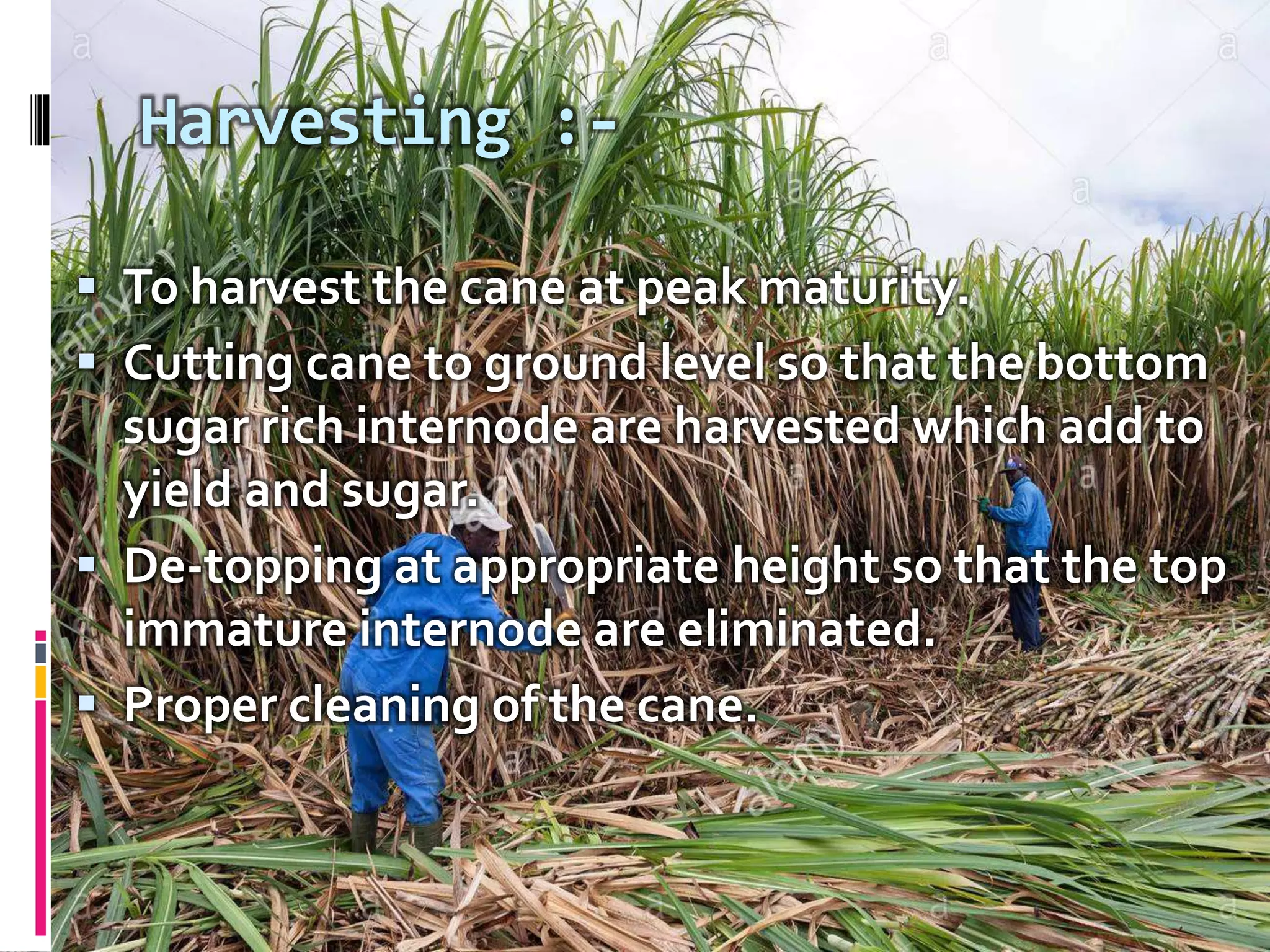 Sugarcane ( Scientific cultivation of sugarcane crop) | PPTX