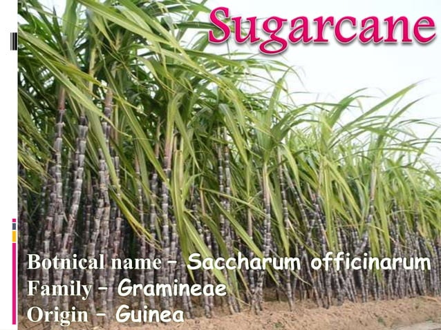 Sugarcane ( Scientific cultivation of sugarcane crop) | PPTX