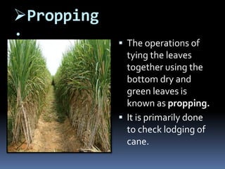 Sugarcane ( Scientific cultivation of sugarcane crop) | PPTX