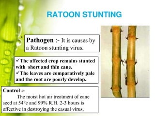 Sugarcane ( Scientific cultivation of sugarcane crop) | PPTX