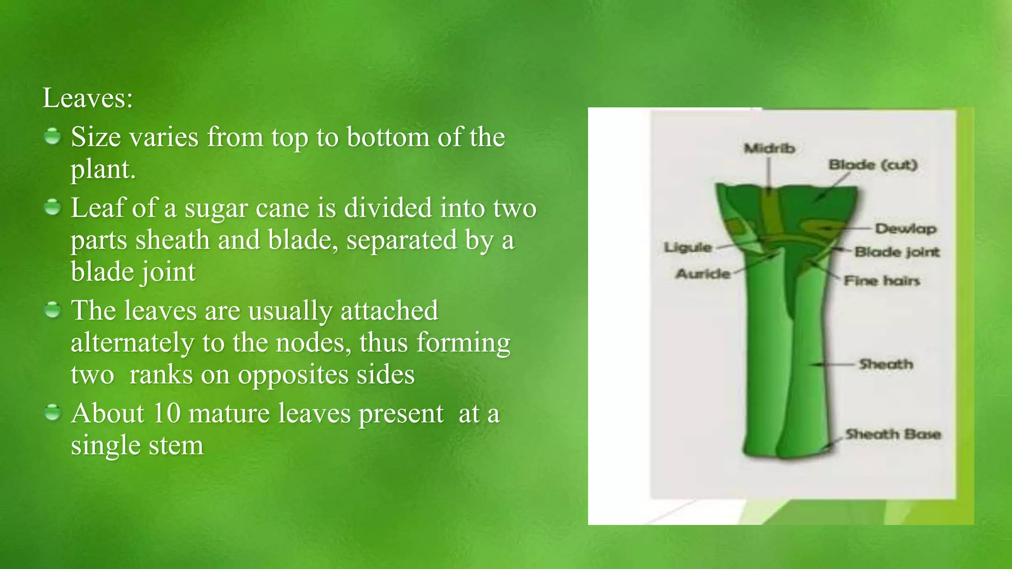 Sugar cane | PPTX