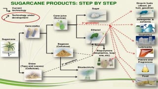Sugar cane | PPTX