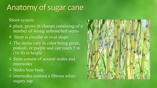 Sugar cane | PPTX