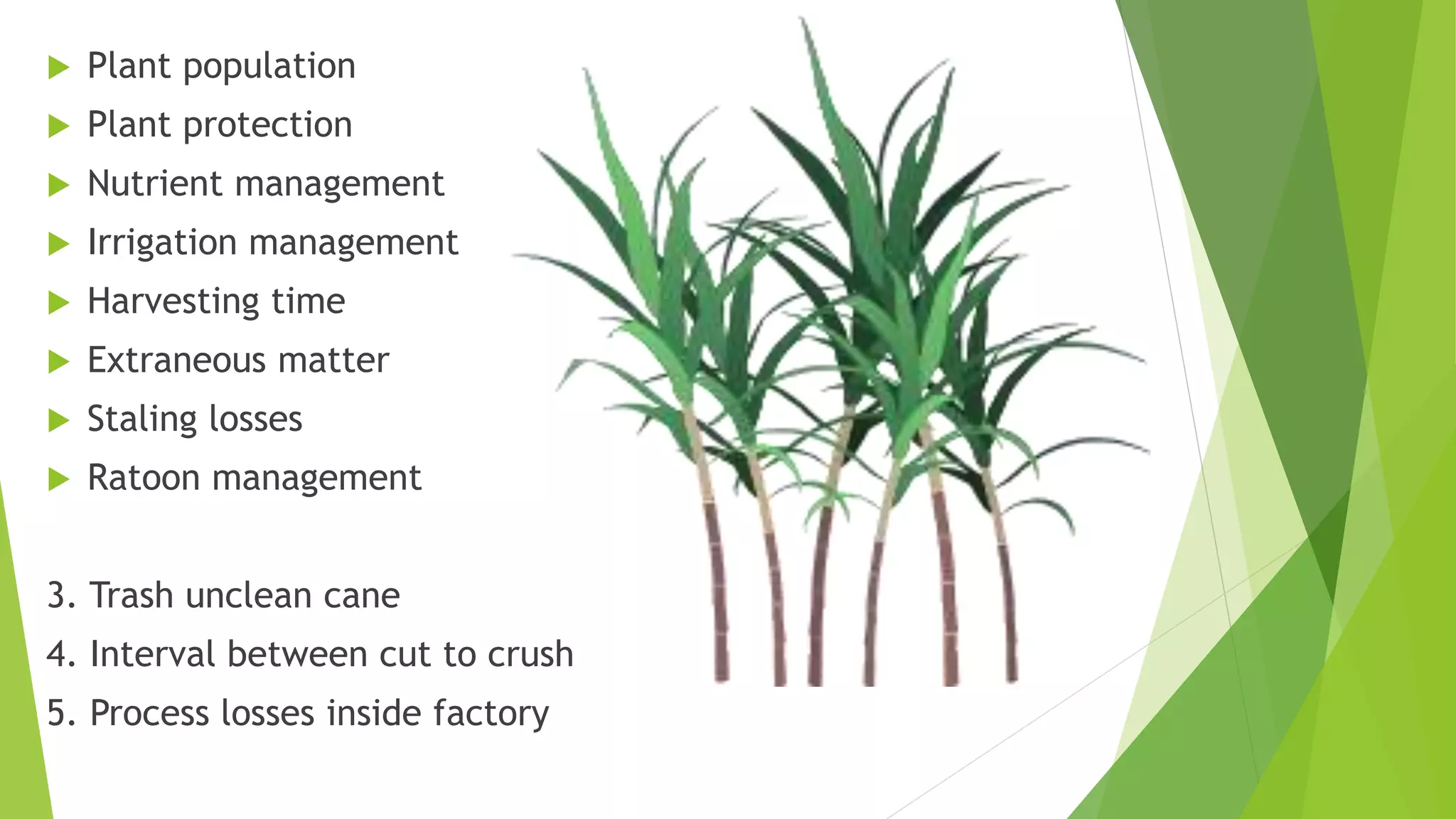 Sugarcane | PPTX