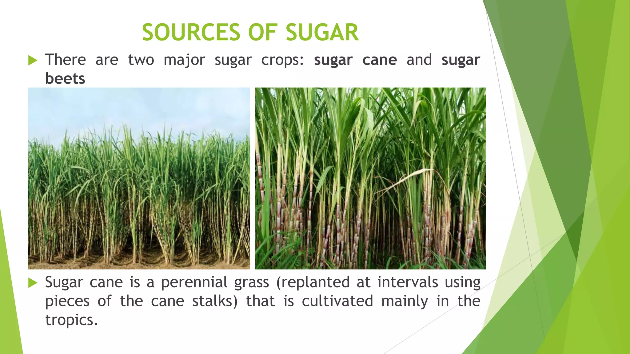 Sugarcane | PPTX