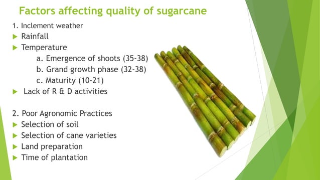 Sugarcane | PPTX