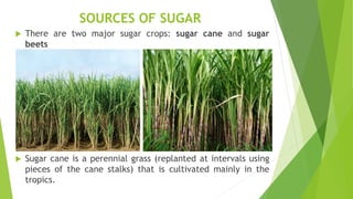 Sugarcane | PPTX