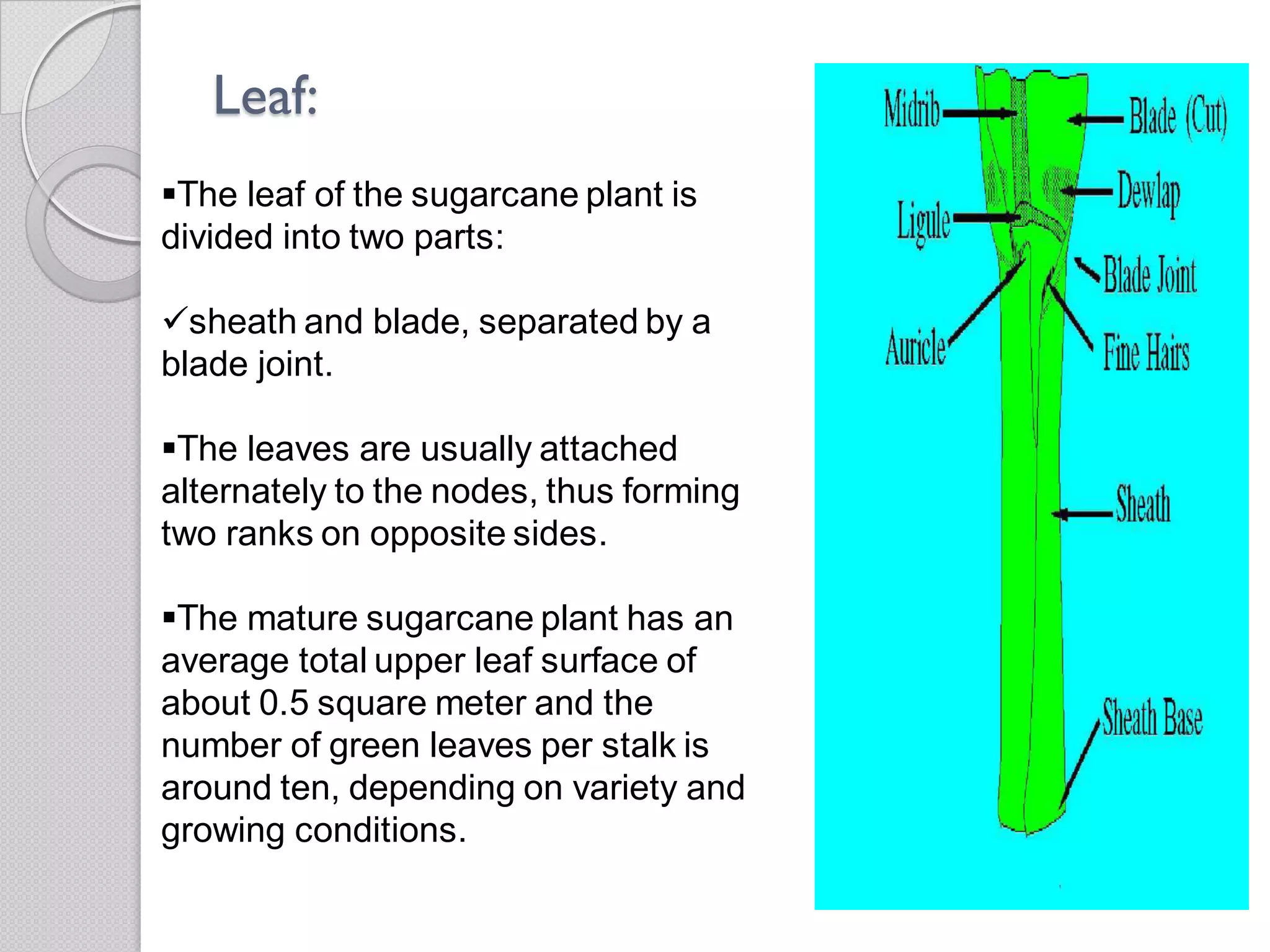 Sugarcane | PDF