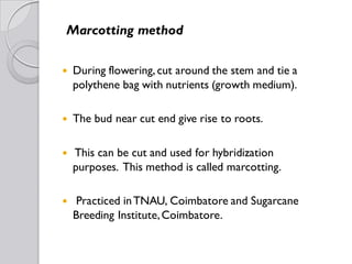 Sugarcane | PDF