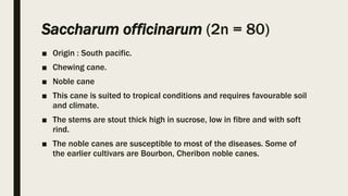 Breeding Sugar Cane (Saccharum sp.) | PPTX