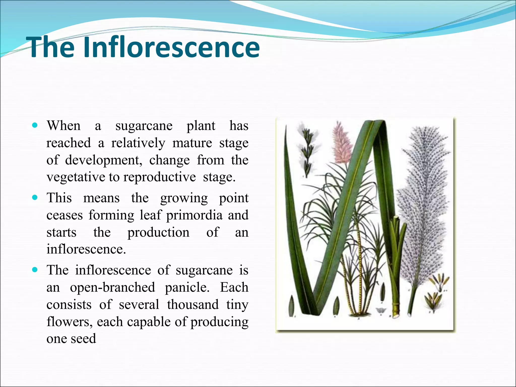 SUGARCANE.ppt