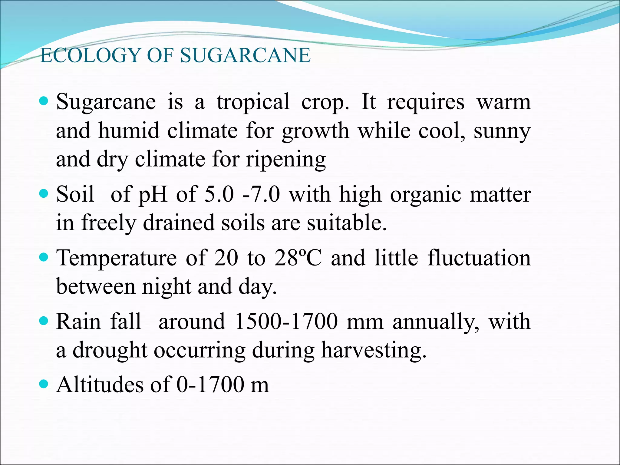 SUGARCANE.ppt