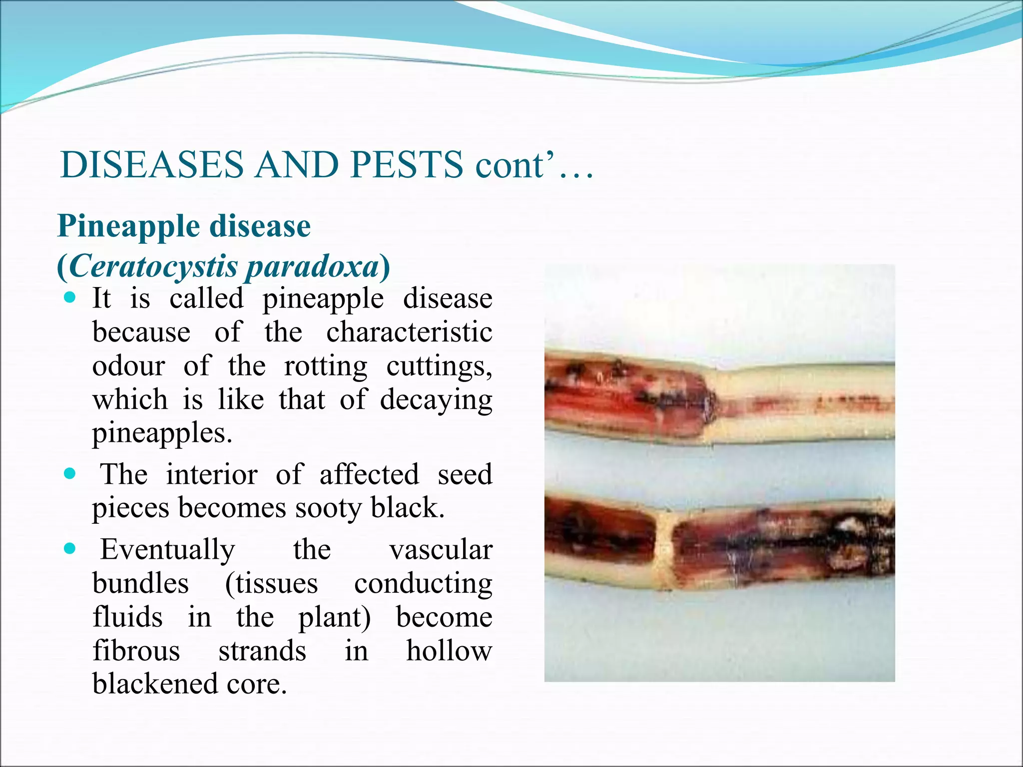 SUGARCANE.ppt