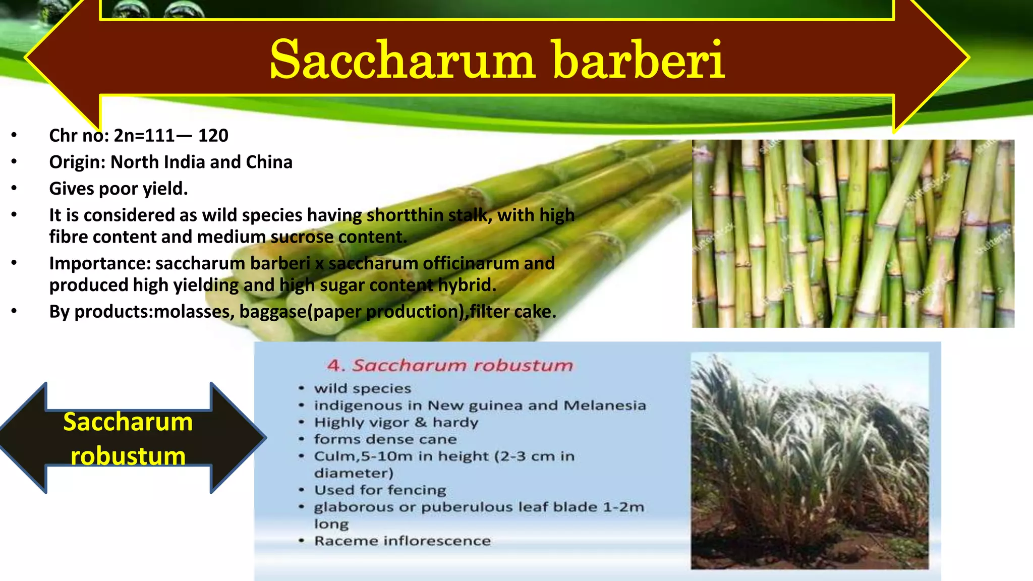Sugarcane. Zaheer hussain | PPTX