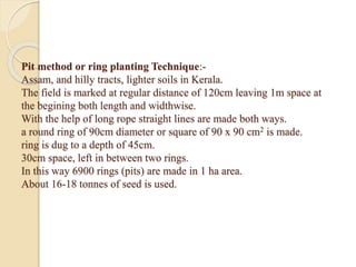 Sugarcane.pptx Details cultivation practices of sugarcane | PPTX