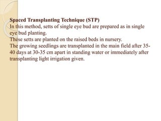 Sugarcane.pptx Details cultivation practices of sugarcane | PPTX
