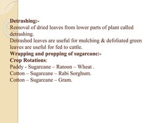 Sugarcane.pptx Details cultivation practices of sugarcane | PPTX