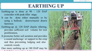 Part 4 Cultivation Practice on Sugarcane .pptx