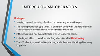 Sugarcane cotton cultivation | PDF
