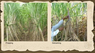 Scientific Cultivation of sugarcane..... | PPTX