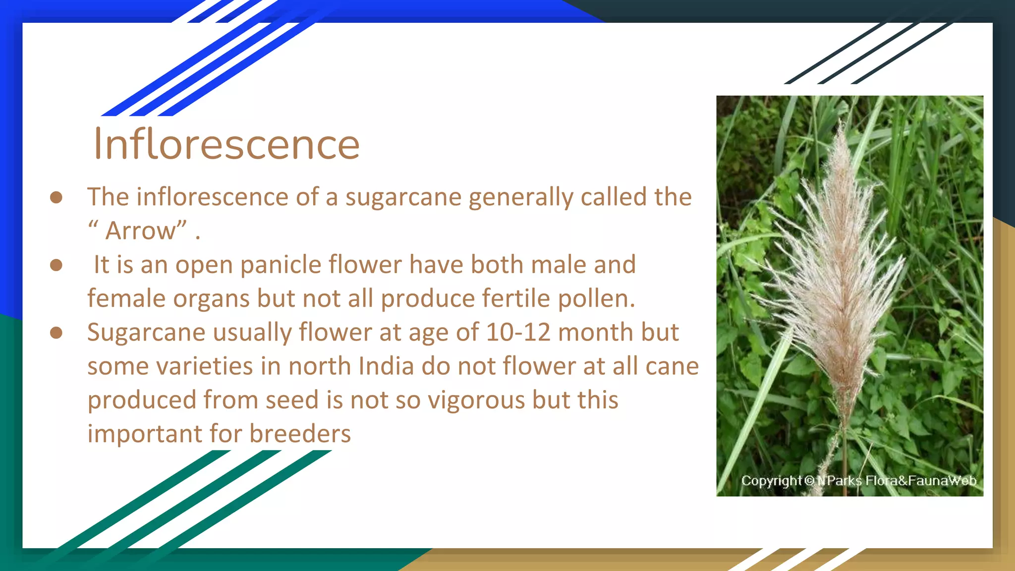 sugarcane crop improvment.pptx