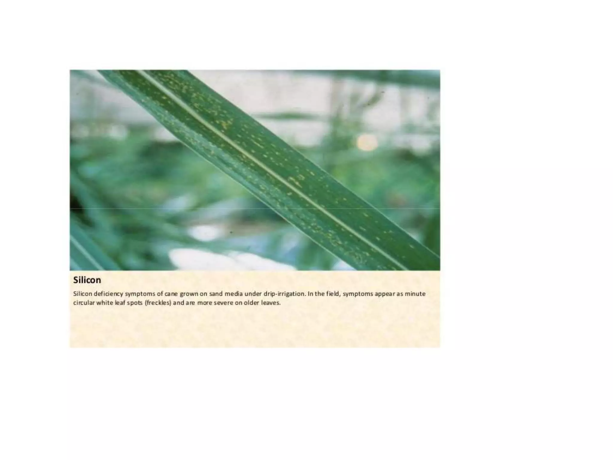 Sugar cane crop nutrient deficiency symptoms A Lecture by Mr Allah Dad ...