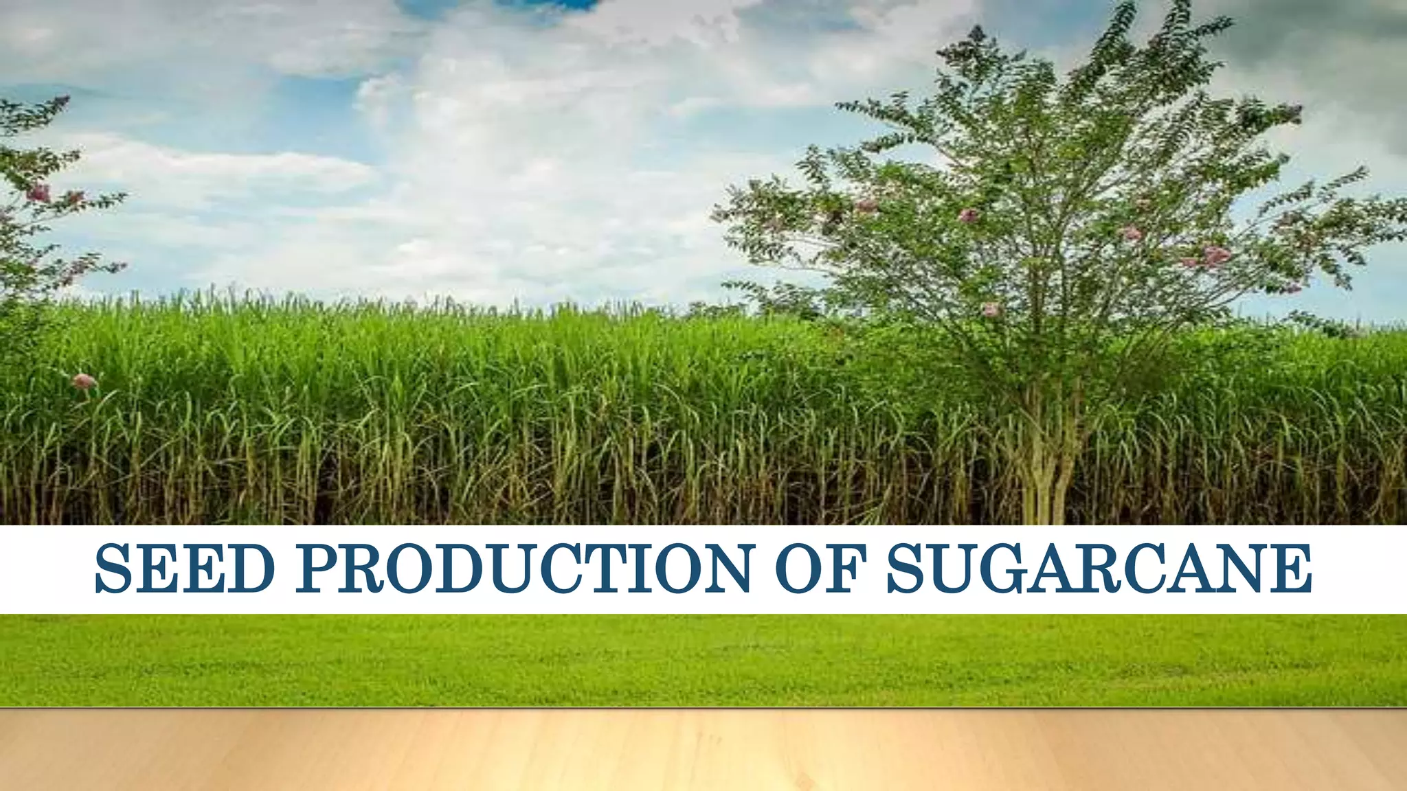 Sugarcane seed production | PPTX